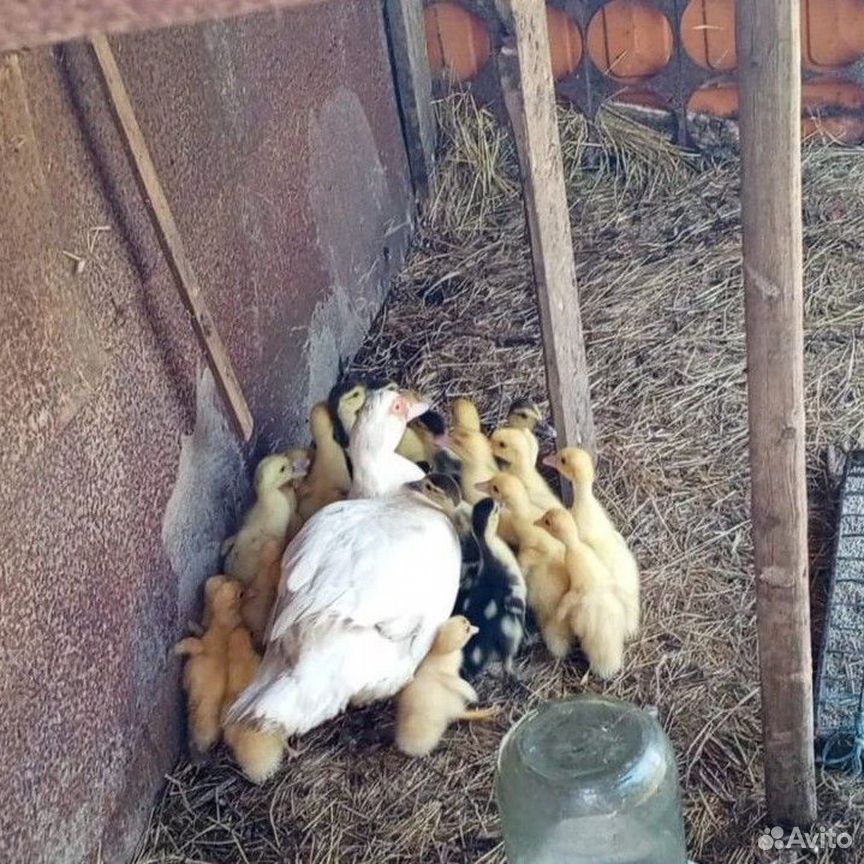 Суточные индоутята утёнок цыпленок мускусный