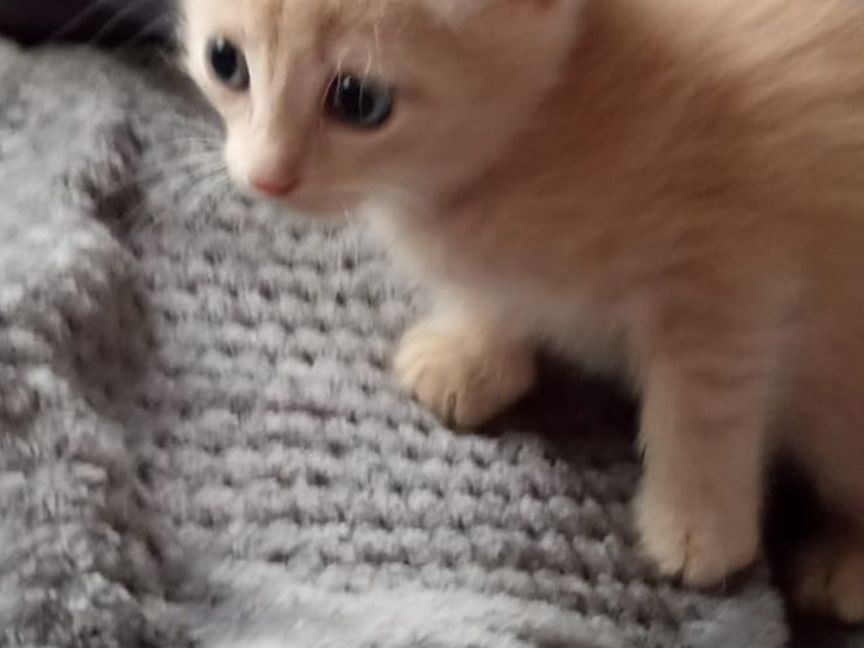 Посмотрите какой милый Рыжик