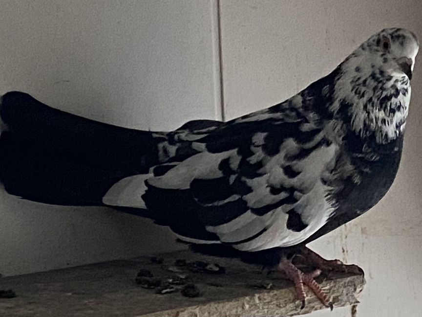 Голуби свердловские