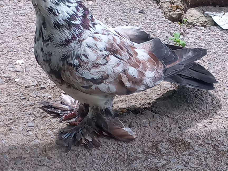 Продажа голубей