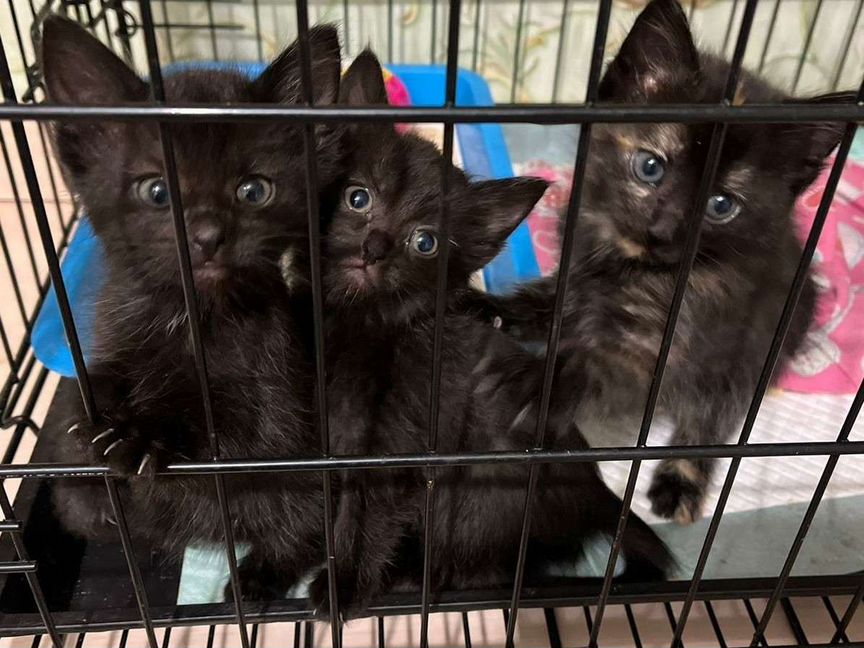 Самые маленькие котята. Нашли на улице