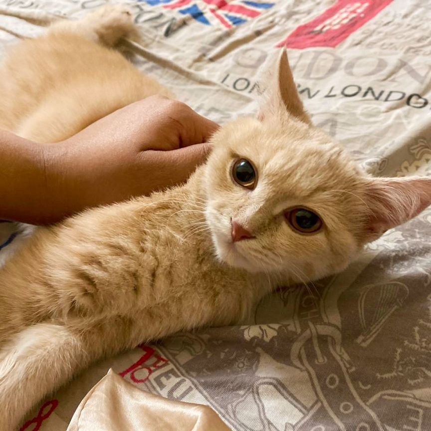 Желтый котенок
