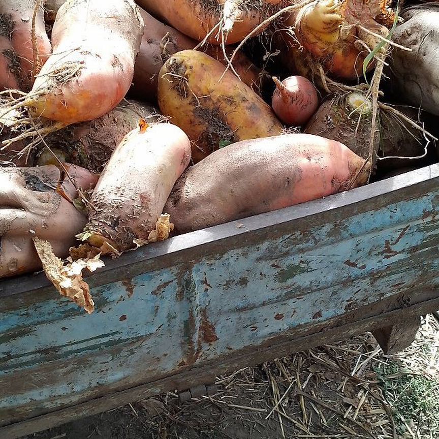 Свекла кормовая