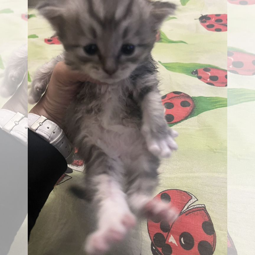 Котята в добрые руки 1 месяц