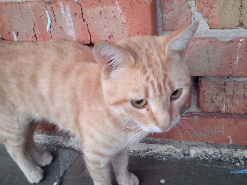 Кот ищет семью, бесплатно