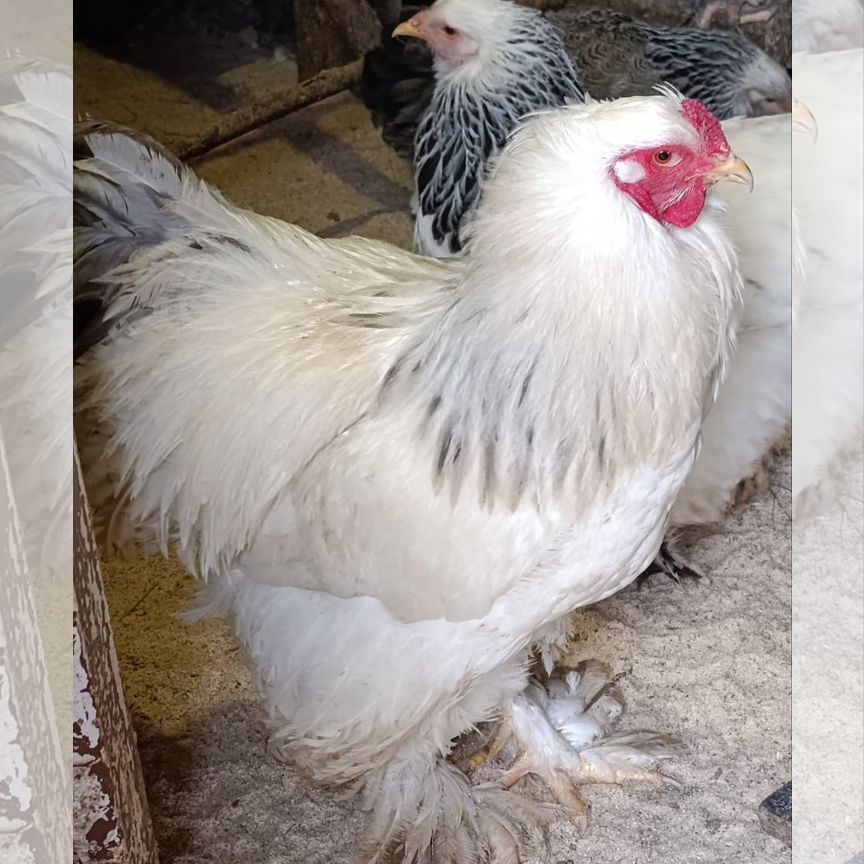 Куры и петухи брама