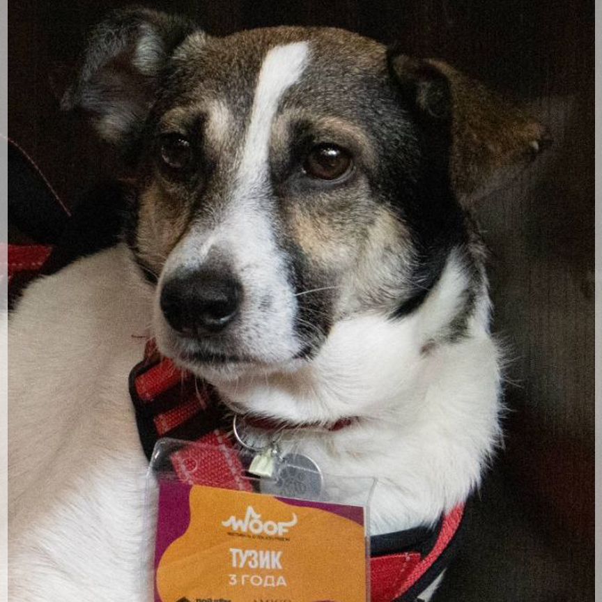 Взрослый пёс в добрые руки