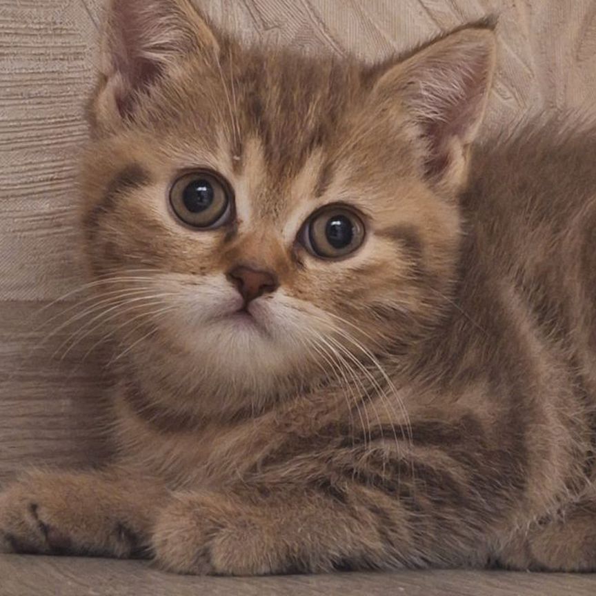 Шотландский вислоухий короткошёрстный котёнок