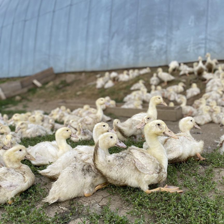 Утки "Черри-велли" Якты-кен Птицеферма