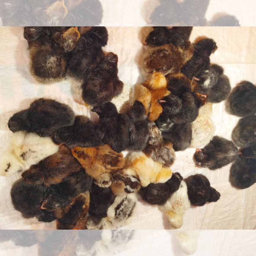 Цыплята несушки