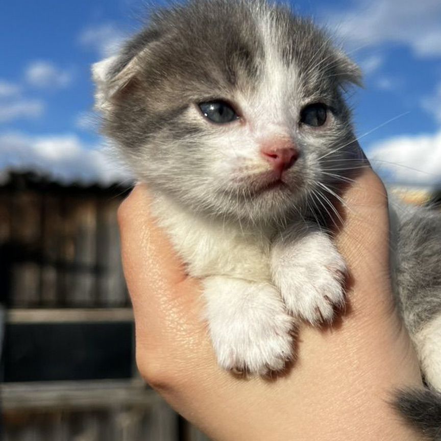 Котёнок в добрые руки