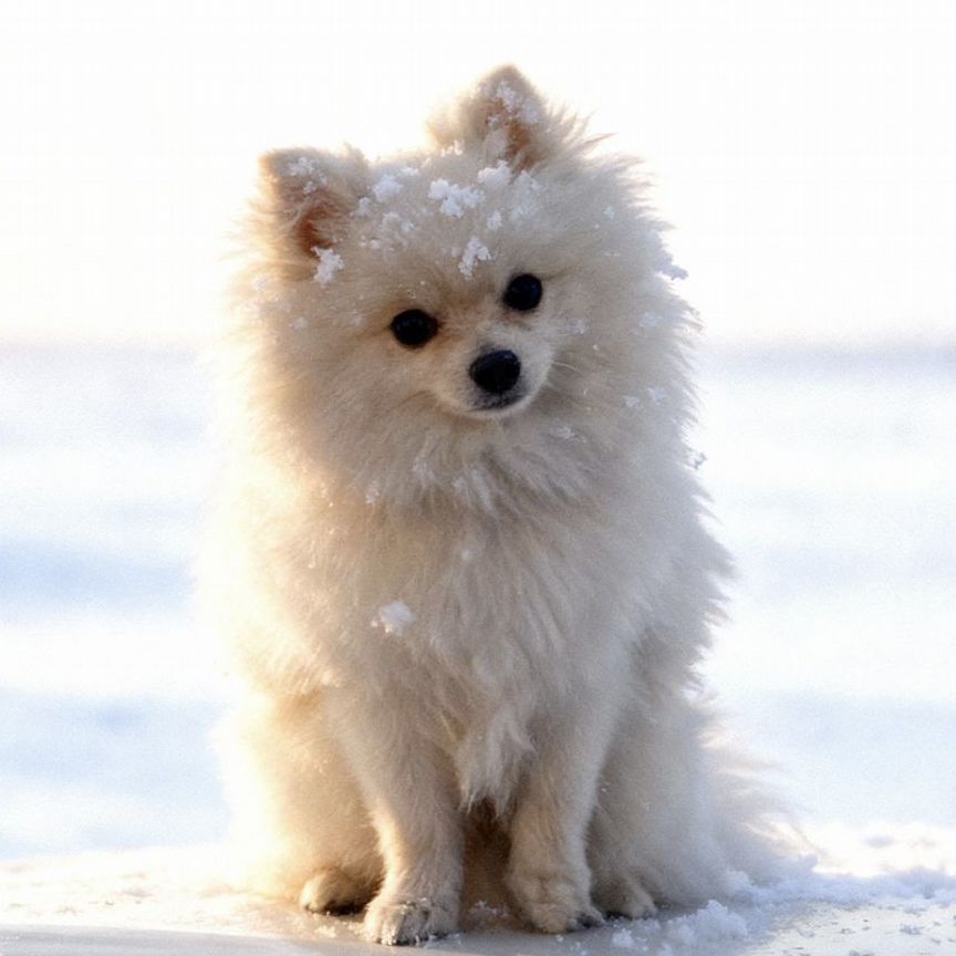 Померанский шпиц, взрослый пёс