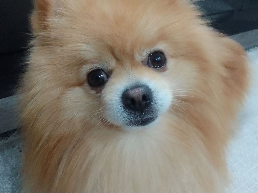 Померанский шпиц вязка (кобель)