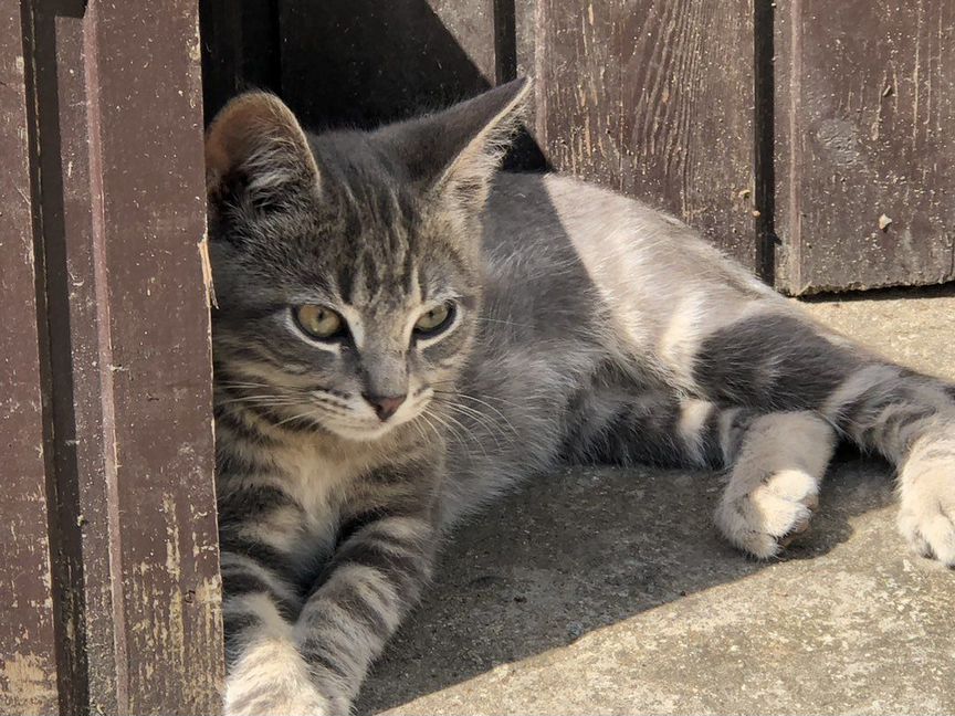Котята в дар