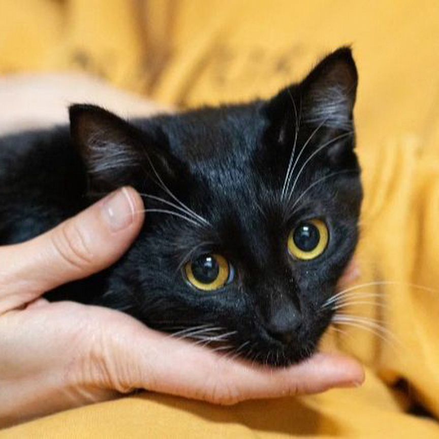 Маленькая озорница Джинни в самые добрые руки