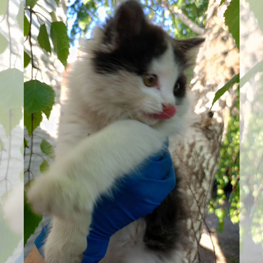 Котёнок в добрые руки