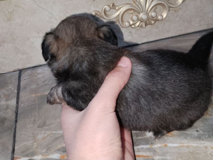 Щенки пекинеса