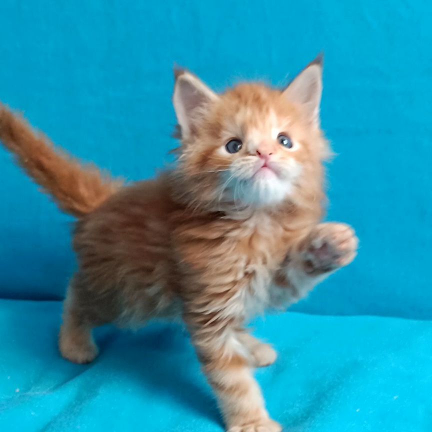 Мейн-кун котик особенный