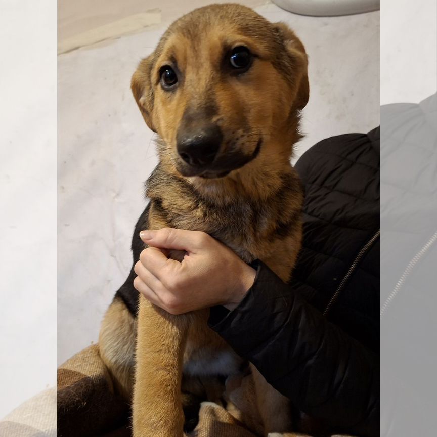 Щенок в добрые руки