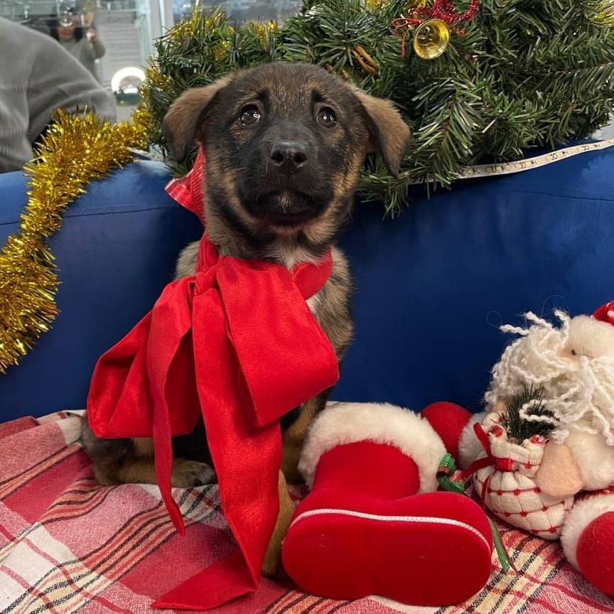 Щенок Букля в добрые ручки