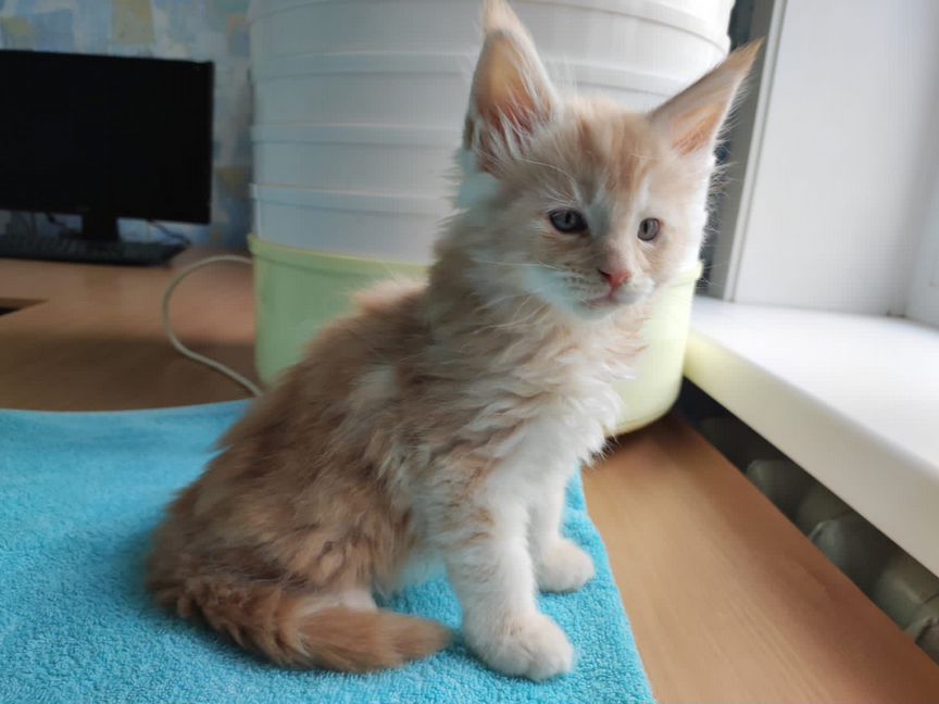 Котята мейкун