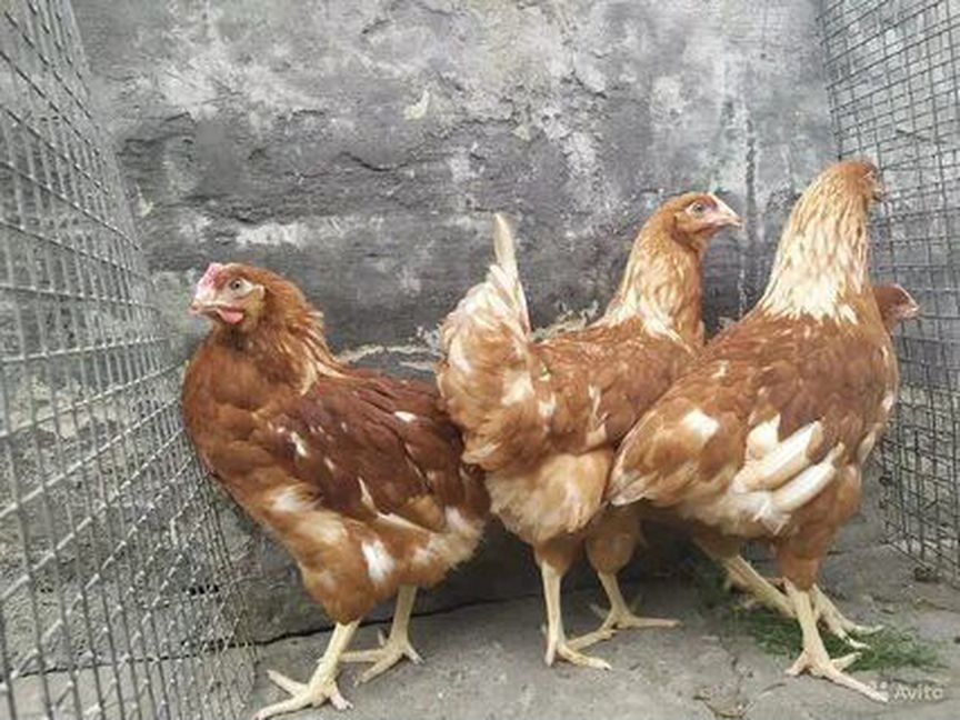 Куры Радонит 6мес
