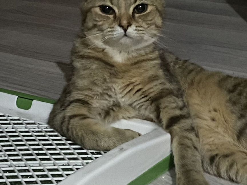 Кошка царица