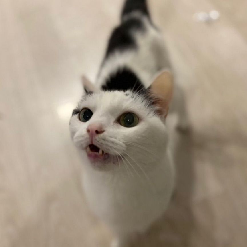 Отдам кота в добрые руки