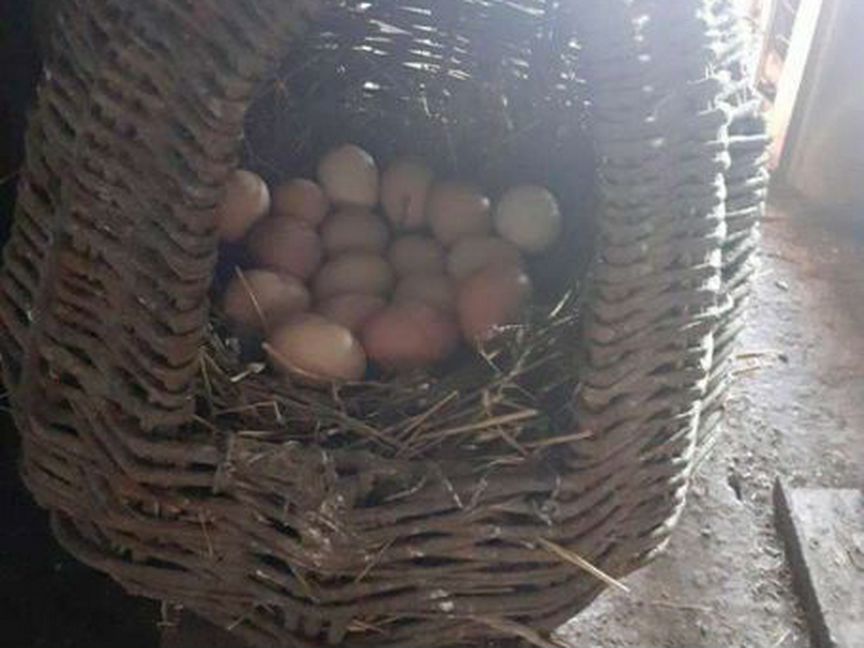 Инкубационное яйцо кур