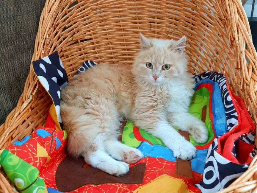 Мусенька ищет дом