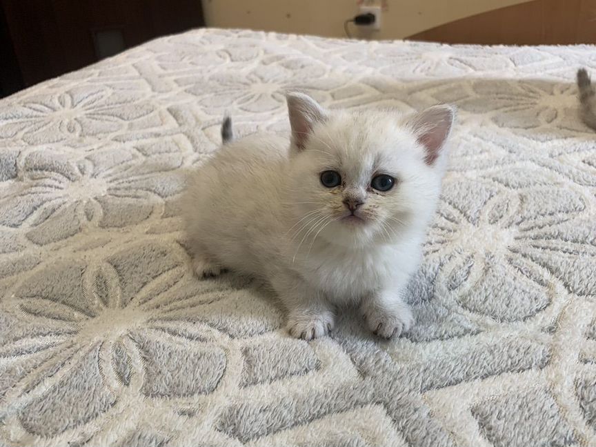 Британские котята серебристая шиншилла