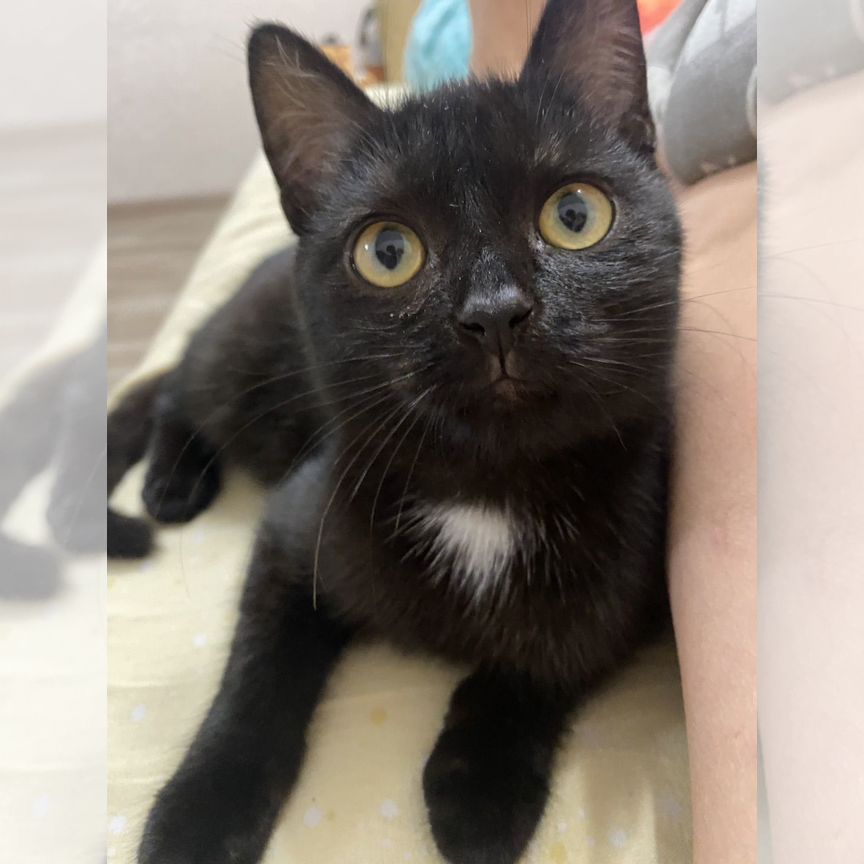 Котёнок в добрые руки