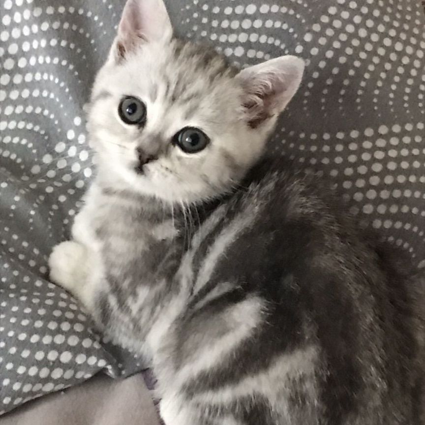 Короткошёрстный котик