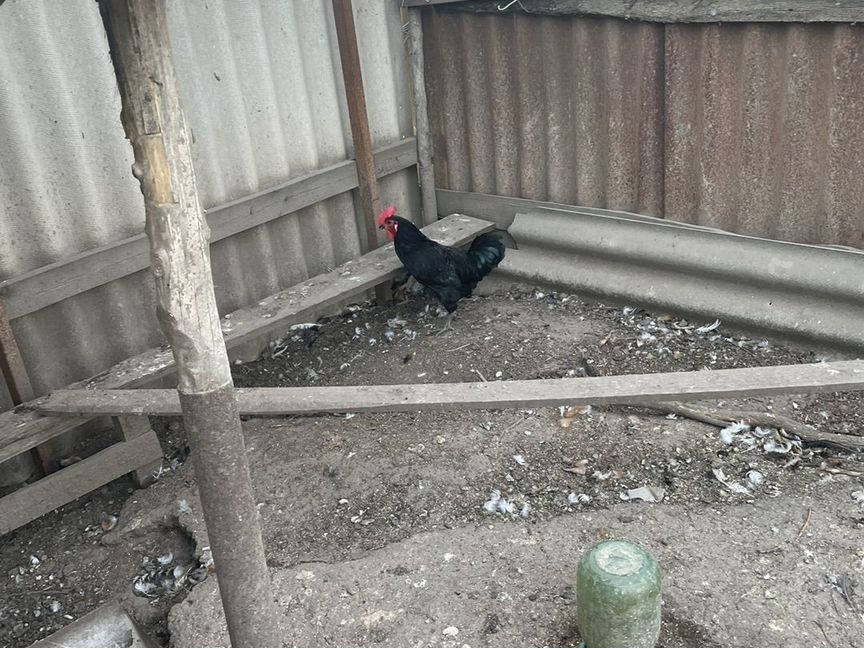 Молодые петухи