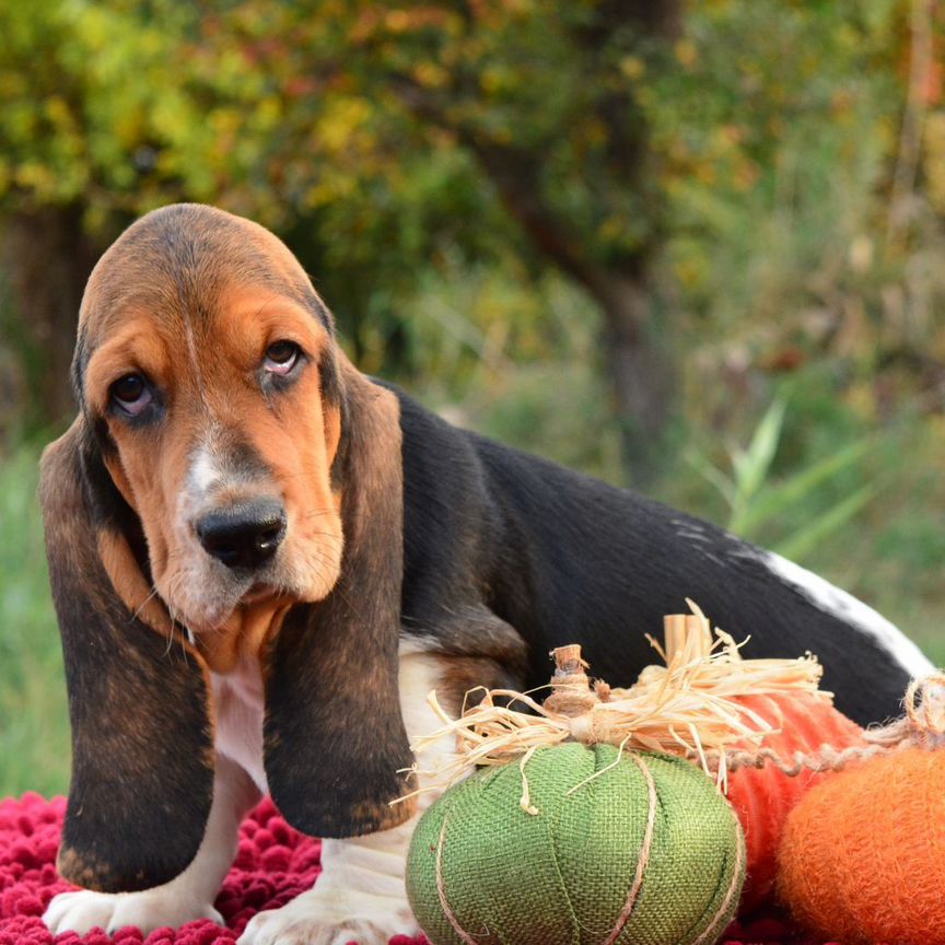 Бассет-хаунд, щенок