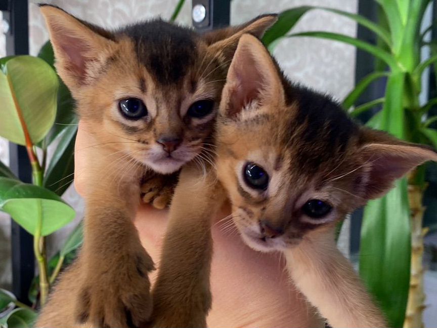 Абиссинские котята