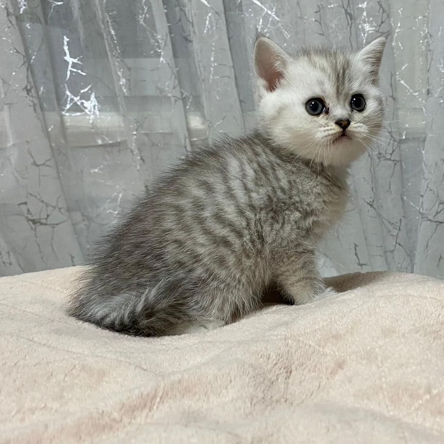 Британская шиншилла, мальчик (есть доставка)