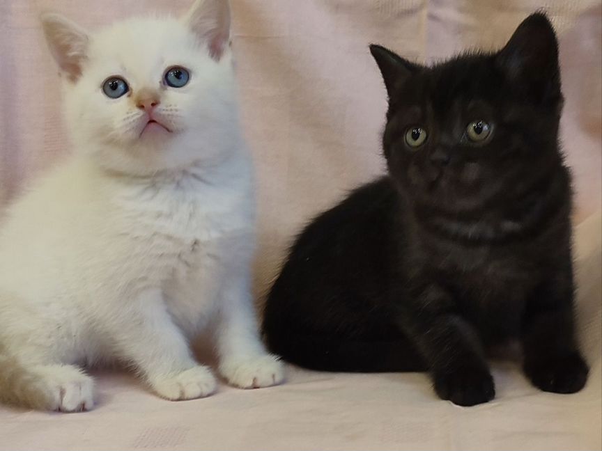 Котята скотиш страйт