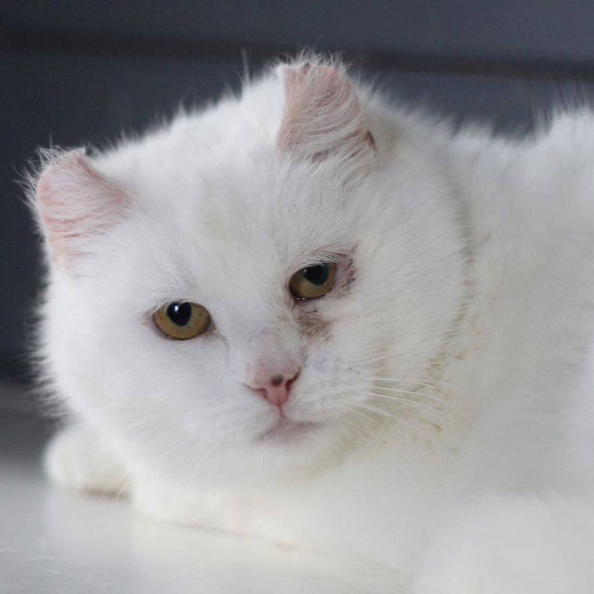 Взрослая, кошка в добрые руки