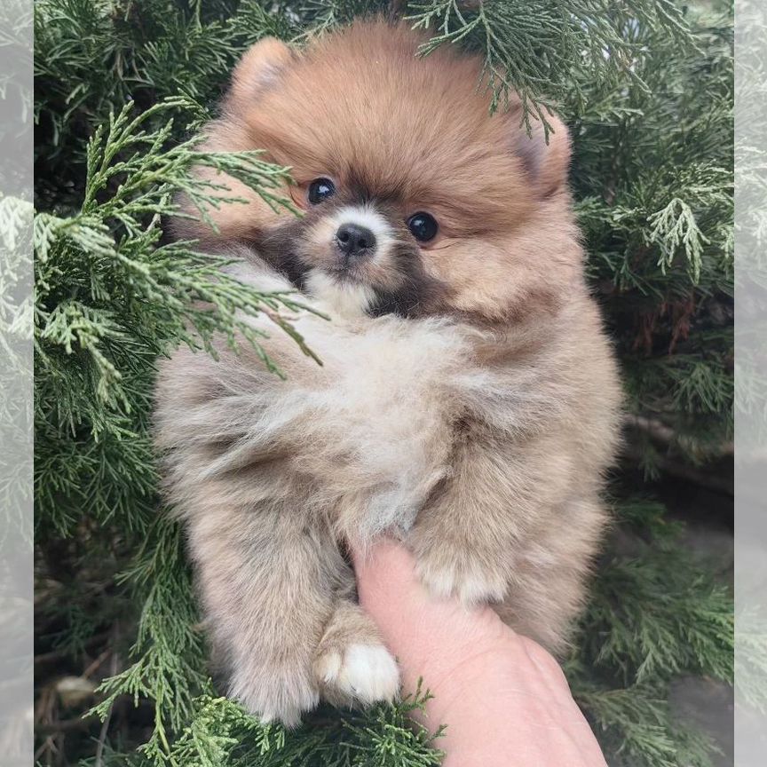 Померанский шпиц, щенок