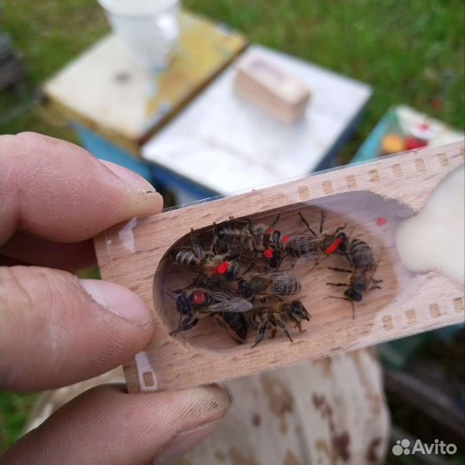 Пчеломатки карника, карпатка