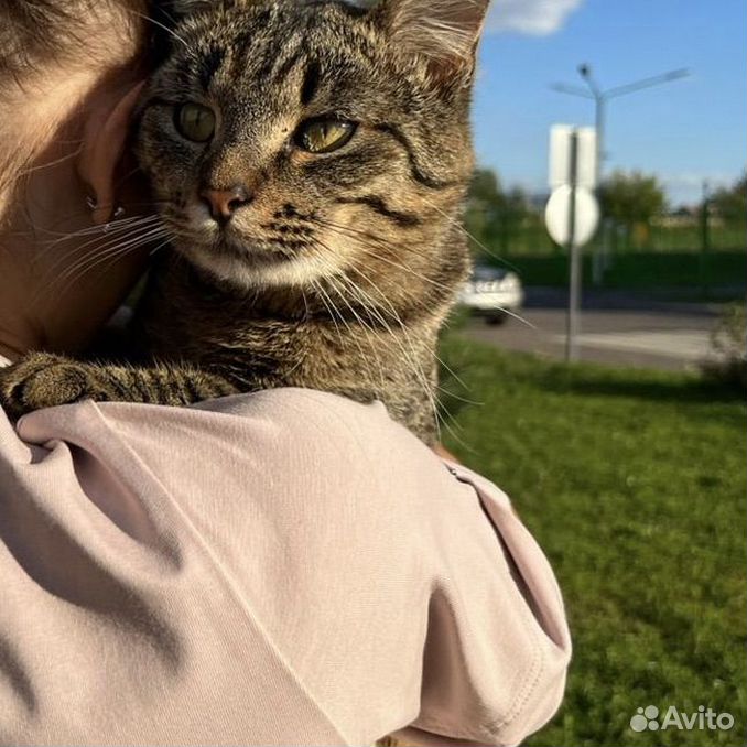 Кот Шпрот спасен с улицы в добрые руки