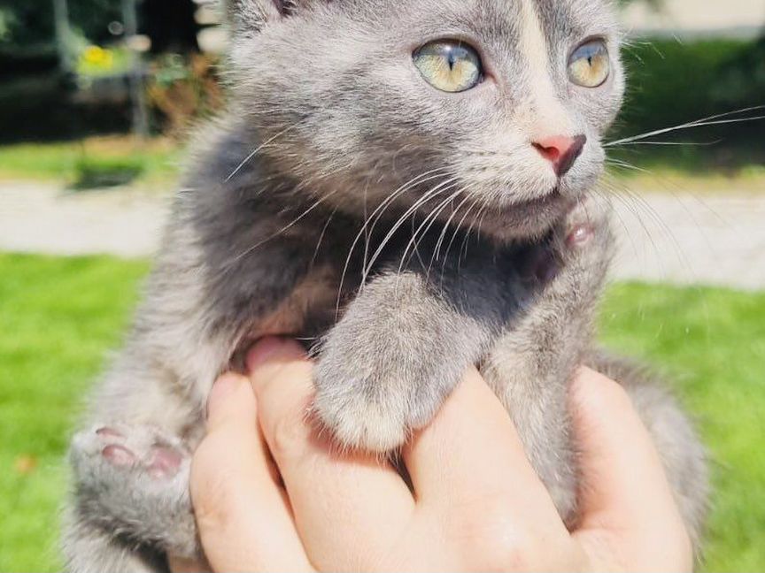 Котенок девочка черепахового окраса ищет дом