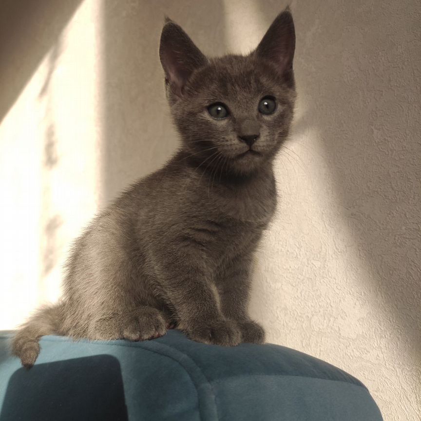 Котята русские голубые