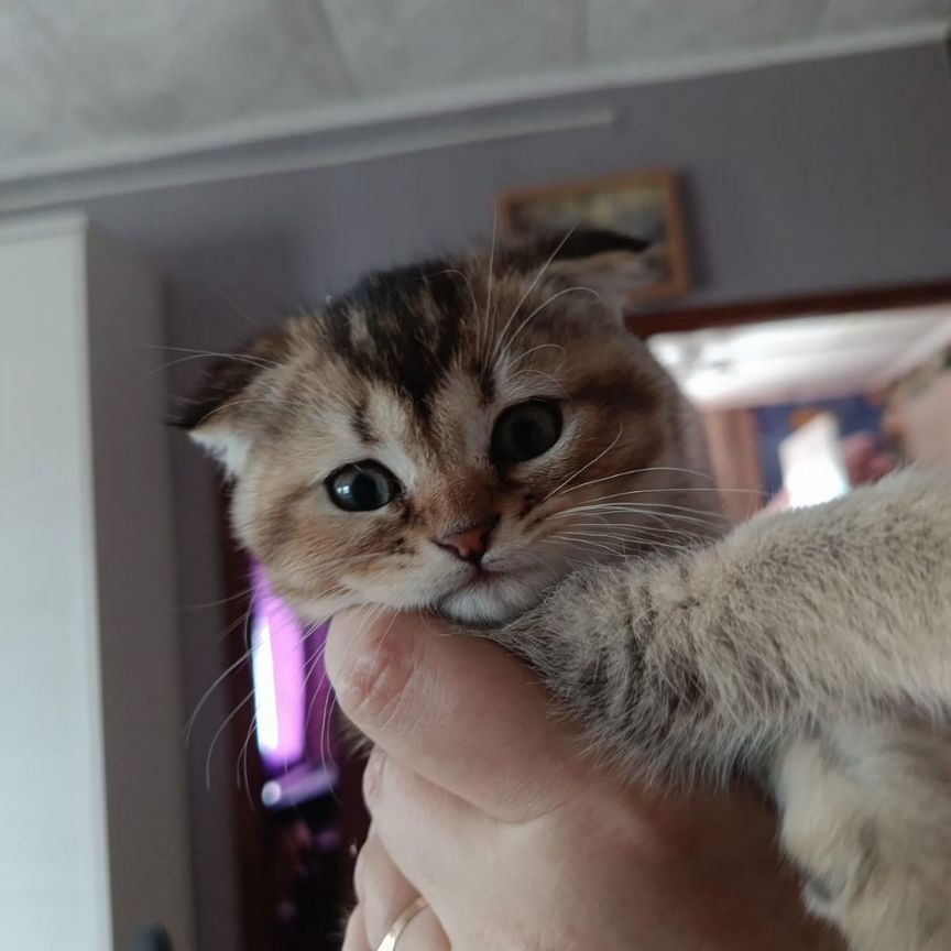 Продам Шотландских котиков