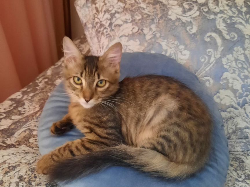 Капитошка ищет дом