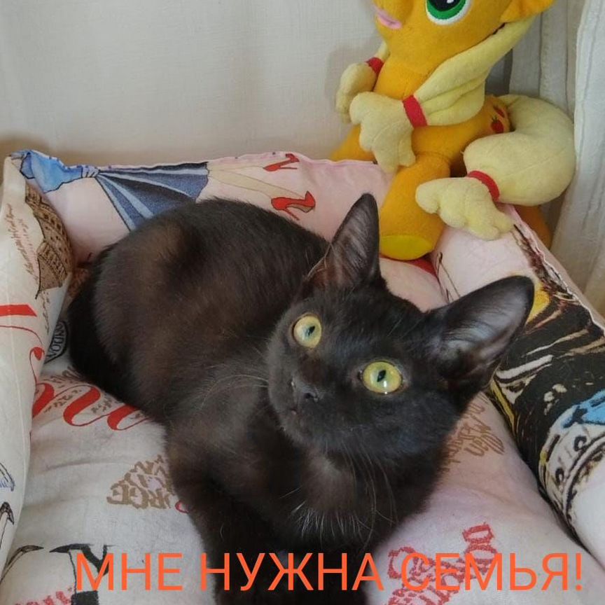 Котёнок дафна, 2.5-3 мес., чёрного окраса