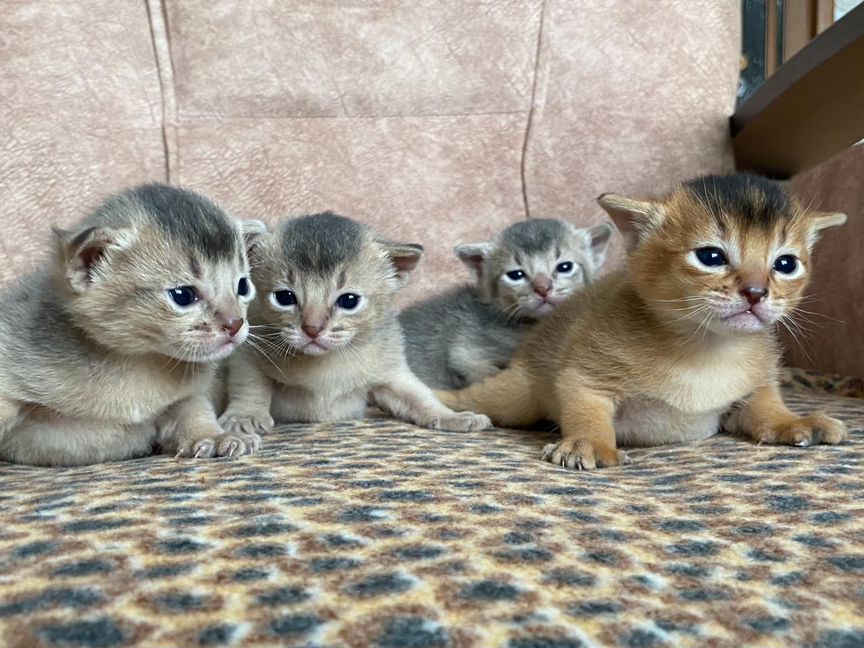 Абиссинские котята