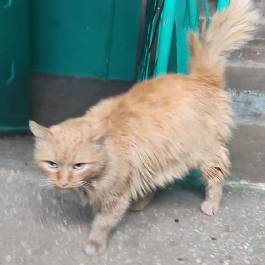 Котик в подъезде