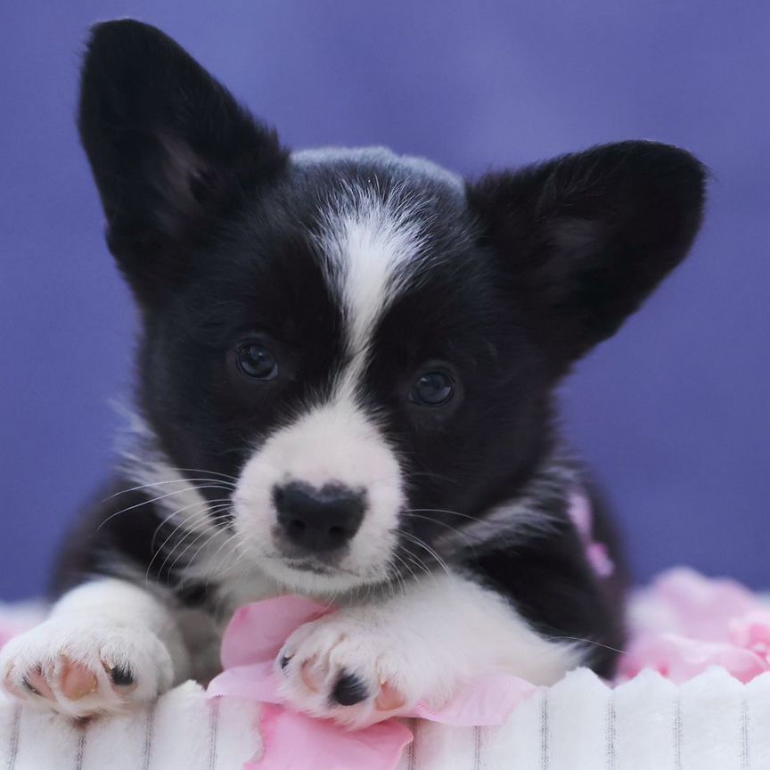 Вельш Корги Кардиган, щенок